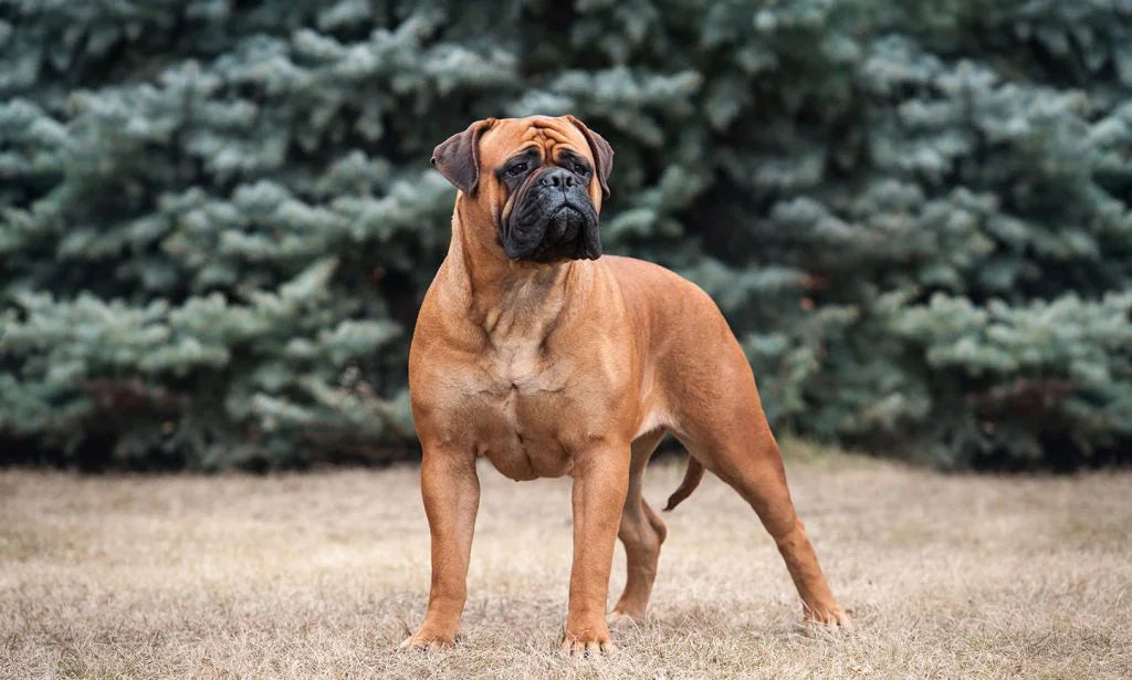 The Ultimate Bullmastiff Guide, Behaviour, Personality, Common issues ...