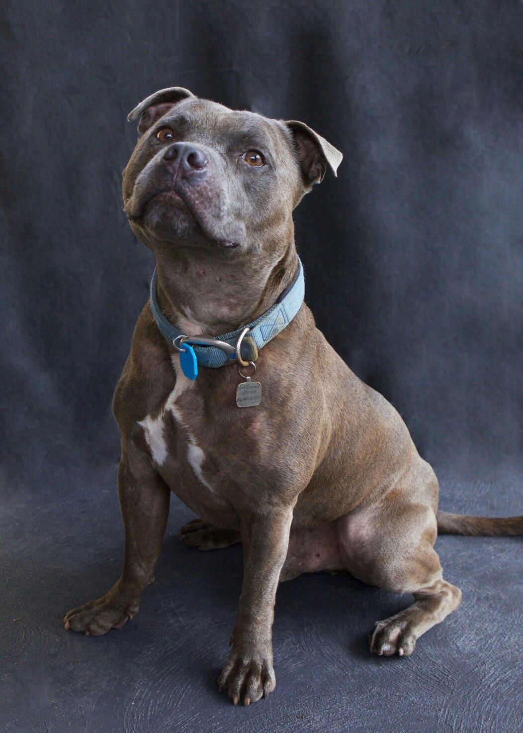 The Ultimate English Staffy Guide, Behaviour, Personality, Common ...