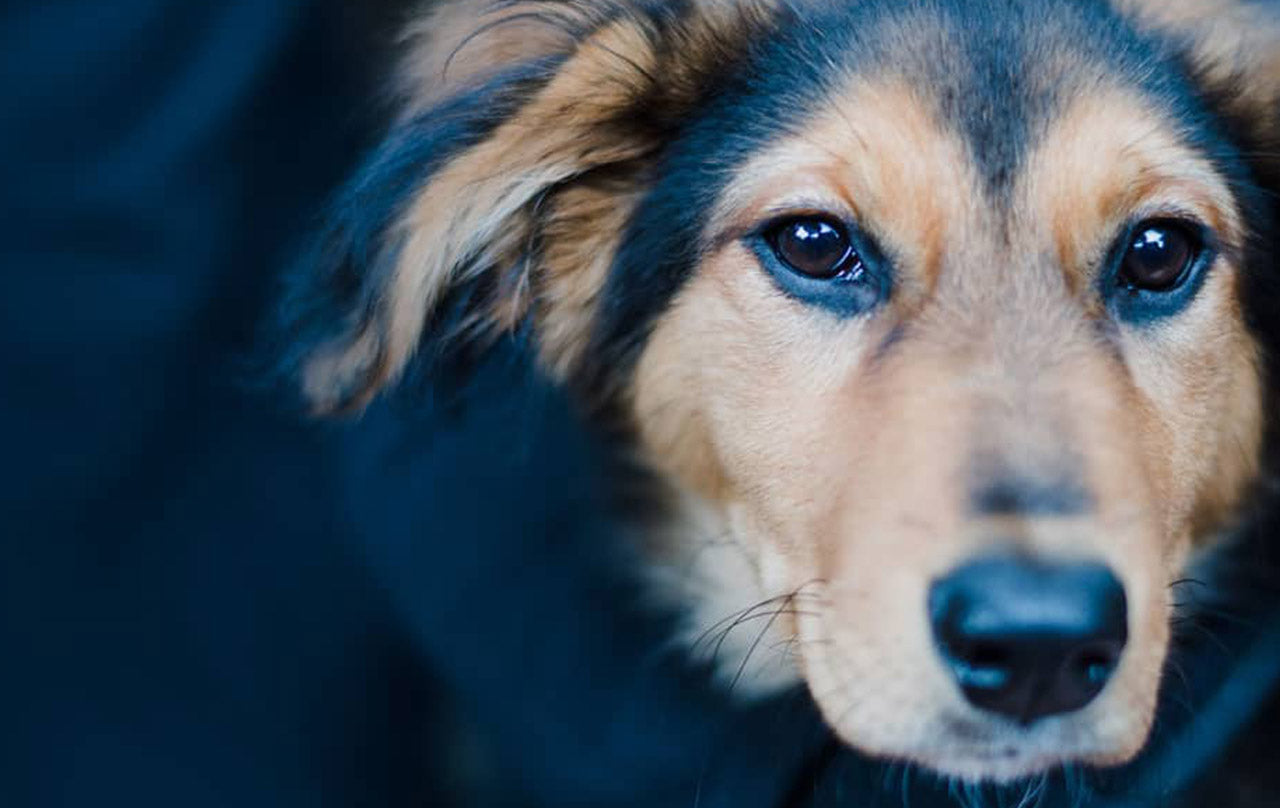 FurFresh Appoints Margo as their Chinese Distribution Partner for Fure