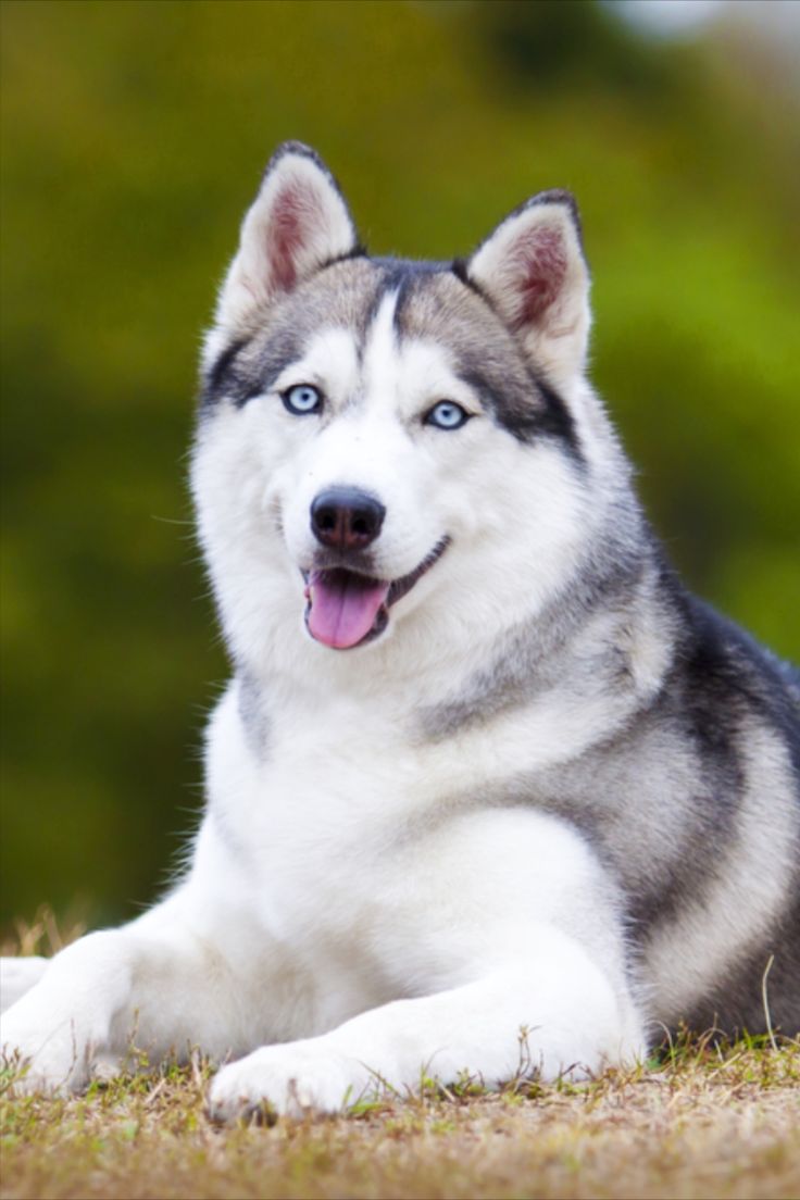 The Ultimate Husky Guide, Behaviour, Personality, Common issues – FurFresh