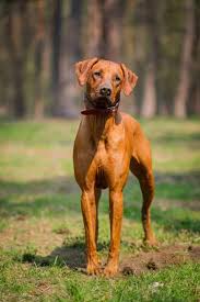 The Ultimate Rhodesian Ridgeback Guide, Behaviour, Personality, Common ...