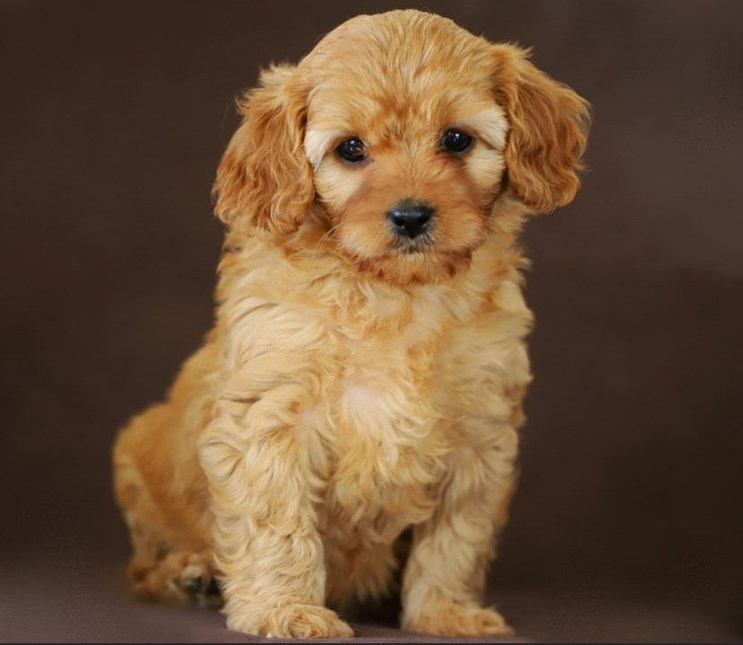 The Ultimate Cavoodle Guide, Behaviour, Personality, Common issues ...