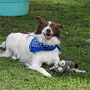 FurFresh Fresh Dog Food Delivery Australia | Australian Made Pet Food